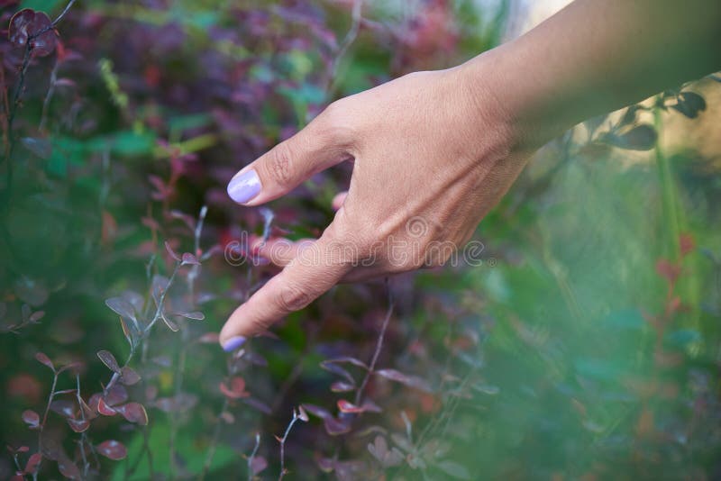 Women Collect Plants with Their Hands Stock Image - Image of hand ...