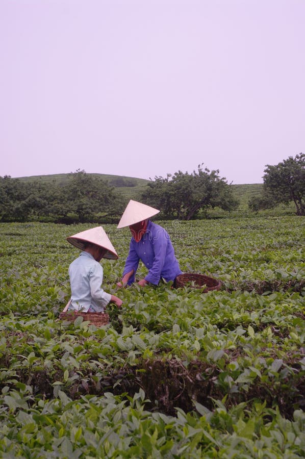 Women cutting tea editorial image. Image of agriculture - 18080055