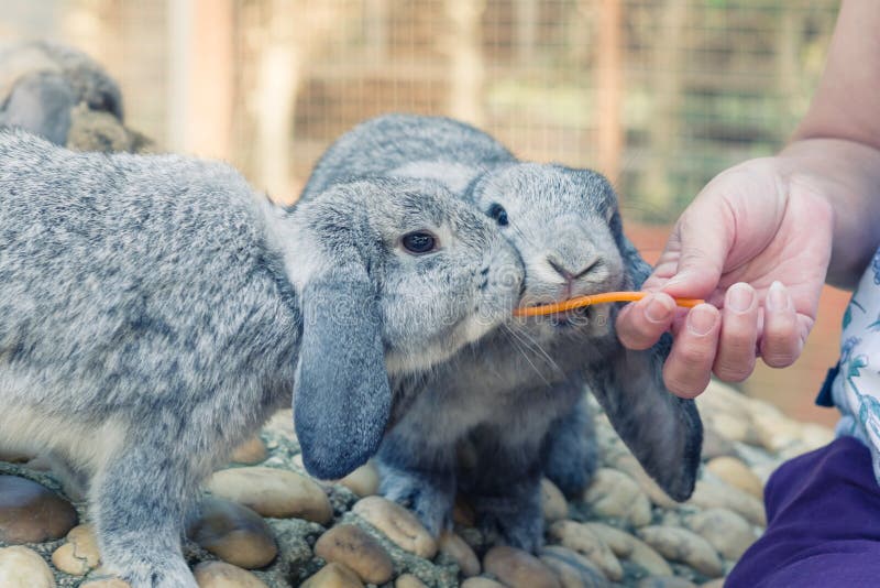 Women feeding food rabbit stock image. Image of cute - 136286547