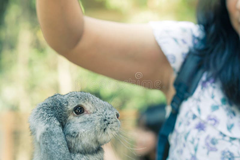 Women feeding food rabbit stock image. Image of care - 136570603
