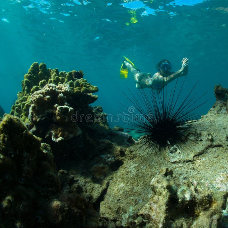 Women free diving stock photo. Image of breathhold, freediving - 28959192