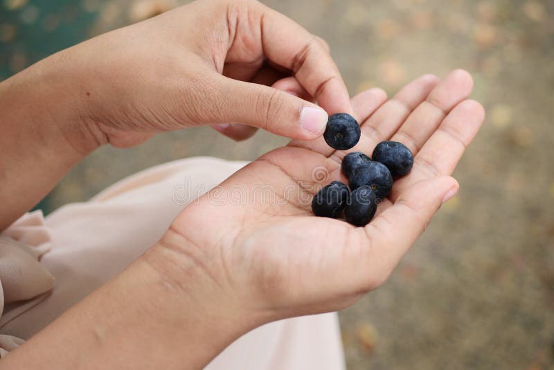 Women Hand Pick Blue Berry Fruit Stock Photo - Image of small, organic ...