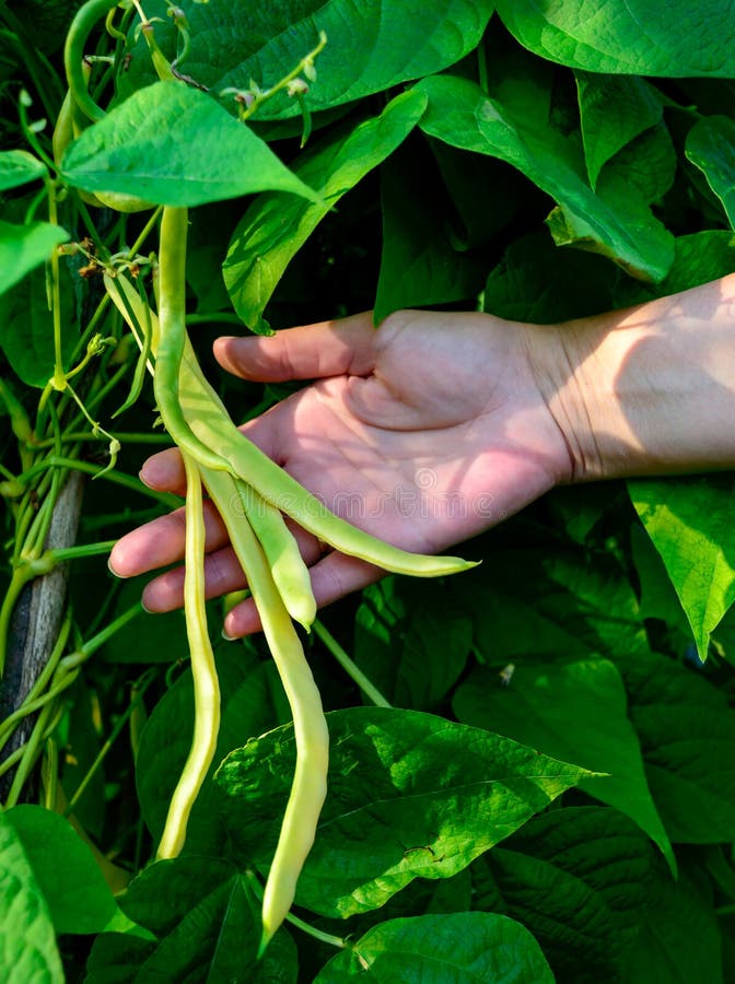 Women holding beans stock photo. Image of delicious, closeup - 43377256