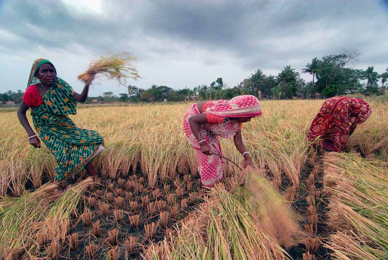 Women Labour editorial photography. Image of india, women - 24499437