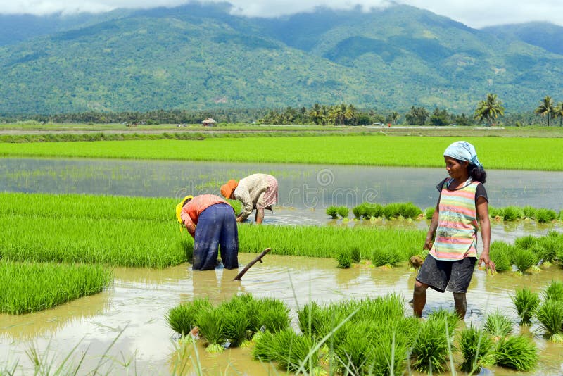 Women Manual Labour in the Philippine Rice Fields Editorial Image ...