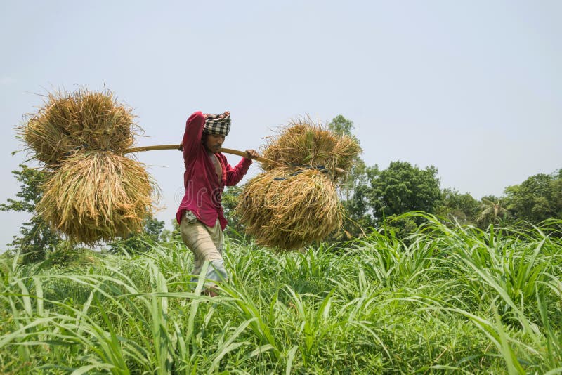Paddy Rice Processing Worker of Bangladesh Editorial Stock Image ...