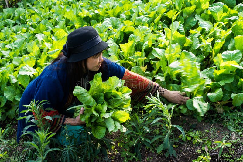 Women pick up vegetable stock image. Image of green, organic - 75567175