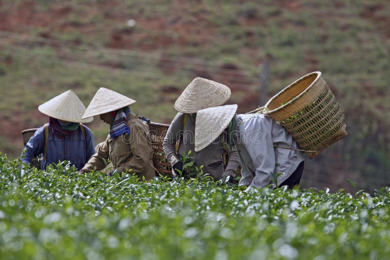 Tea Leaf Basket stock photo. Image of basket, leaves, work - 4927470
