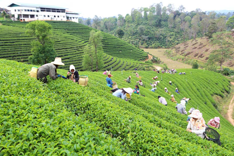 Women picks tea in garden editorial image. Image of nature - 28506525
