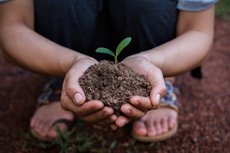 Women Planting Trees To Create a Living. Stock Photo - Image of hand ...
