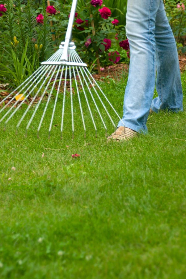 Women raking stock image. Image of outdoors, female, plant - 5863405