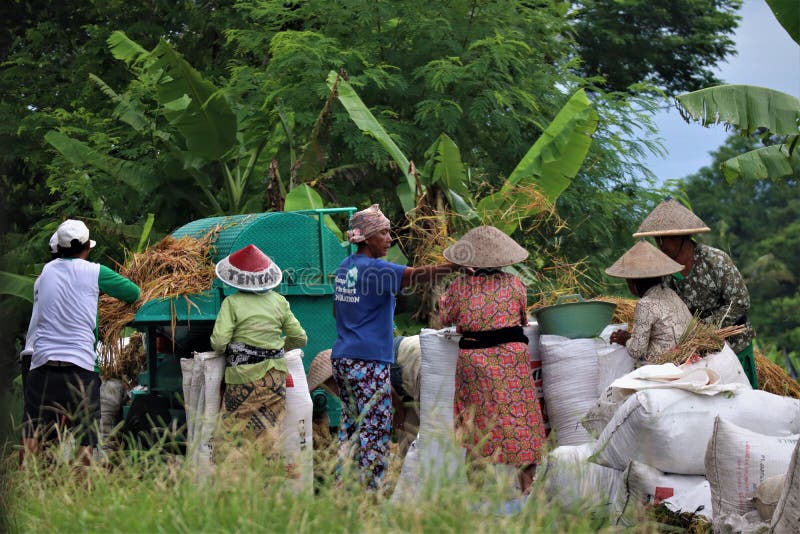 Women in rice harvest editorial photography. Image of harvest - 172708497