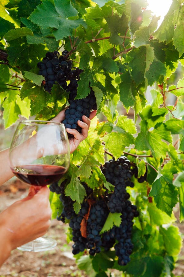 Women& X27;s Hands Pick Grapes for Wine Summer Stock Photo - Image of ...