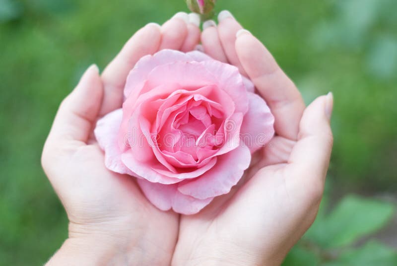 Beautiful Hands Holding Rose Stock Photo - Image of finger, female ...