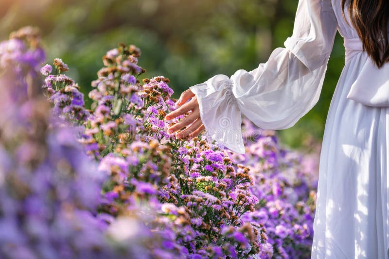 Women`s Hands Touch Purple Flowers in the Fields. Stock Photo - Image ...
