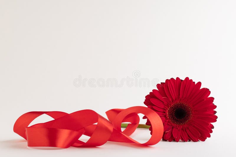 Women`s Things on a White Background. Main Object is Red Gerbera Flower ...