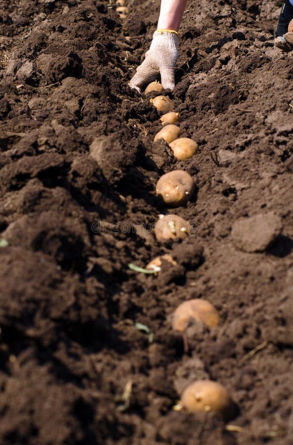 Women Sowing Potato, Seeding Process. Stock Photo - Image of garden ...