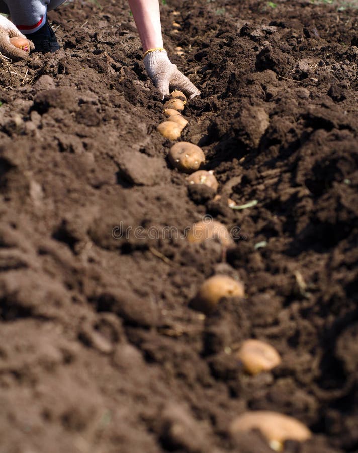 Women Sowing Potato, Seeding Process. Stock Image - Image of life, hand ...