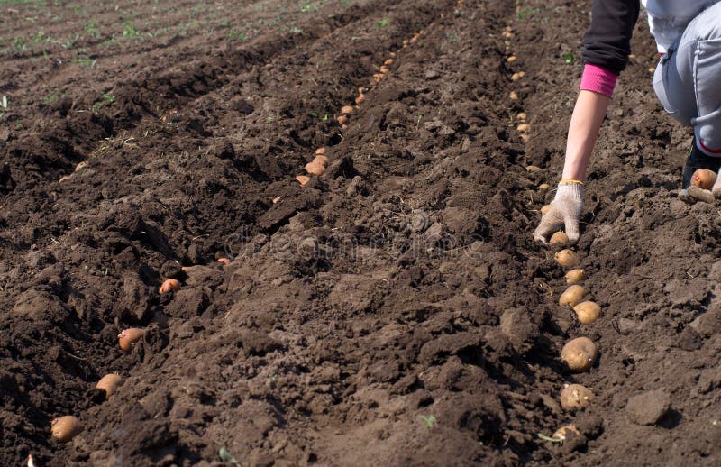 Women Sowing Potato, Seeding Process. Stock Photo - Image of plant ...