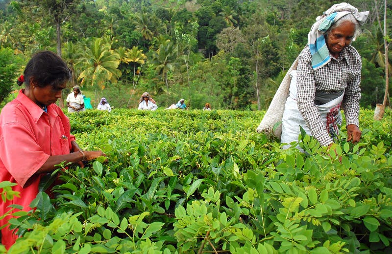 Tea Workers at the Tea Plantation in Sri Lanka Editorial Image - Image ...