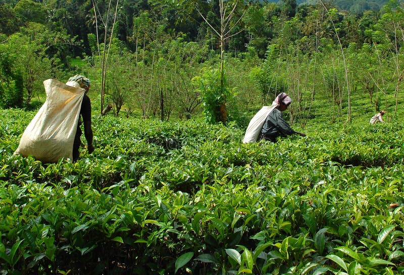 Tea Workers at the Tea Plantation in Sri Lanka Editorial Image - Image ...