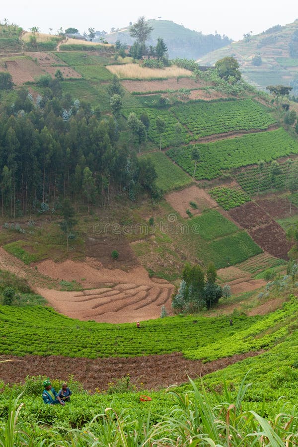 Women in Tea Plantations Rwanda Stock Image - Image of altitude ...