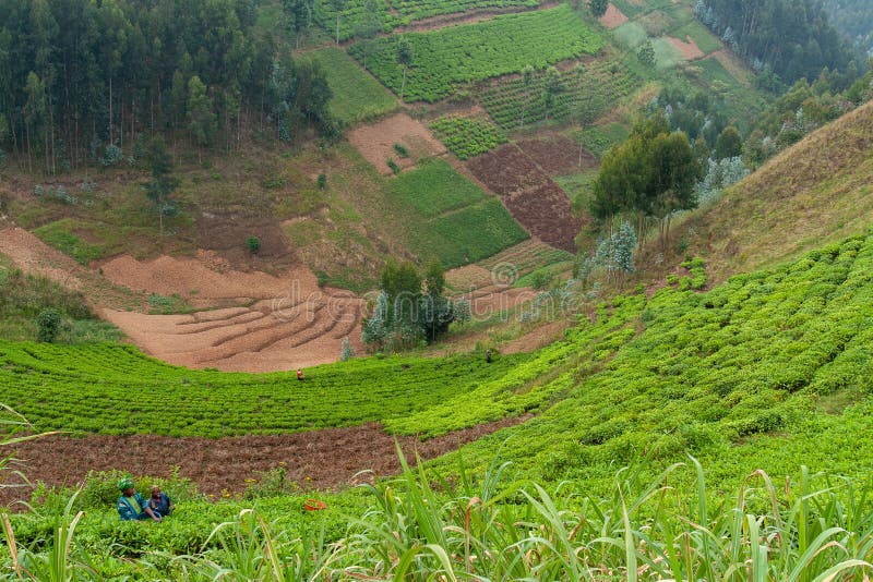 Women in Tea Plantations Rwanda Editorial Photo - Image of agriculture ...