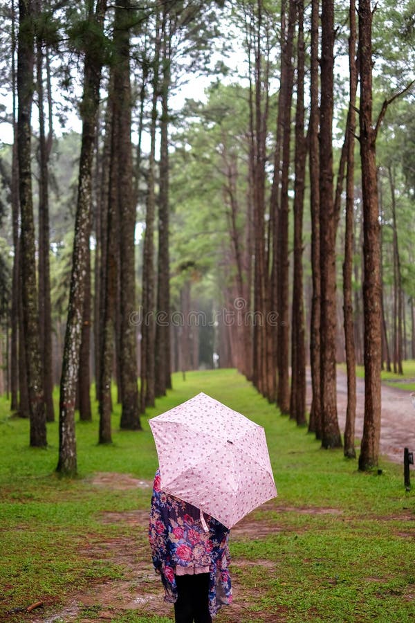 Women with Umbrella in Pine Tree Field Stock Image - Image of scarf ...