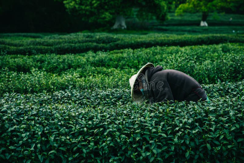 Pick tea-leaves editorial photo. Image of teatree, greentea - 178200486