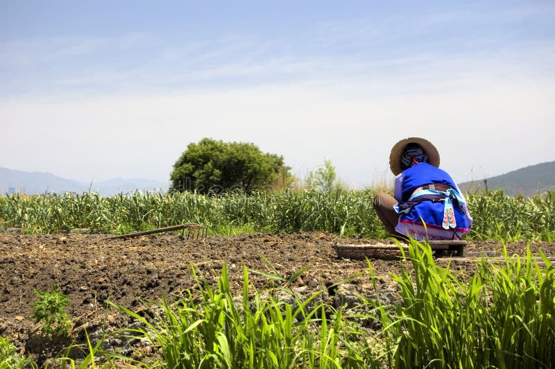 Women at work stock photo. Image of farm, growing, development - 3503304