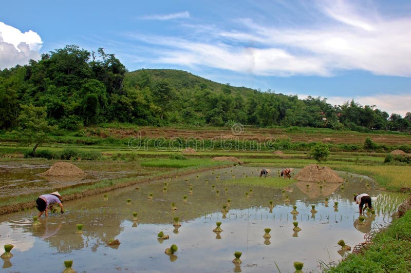 Hard Work Free Stock Photos & Pictures, Hard Work Royalty-Free and ...