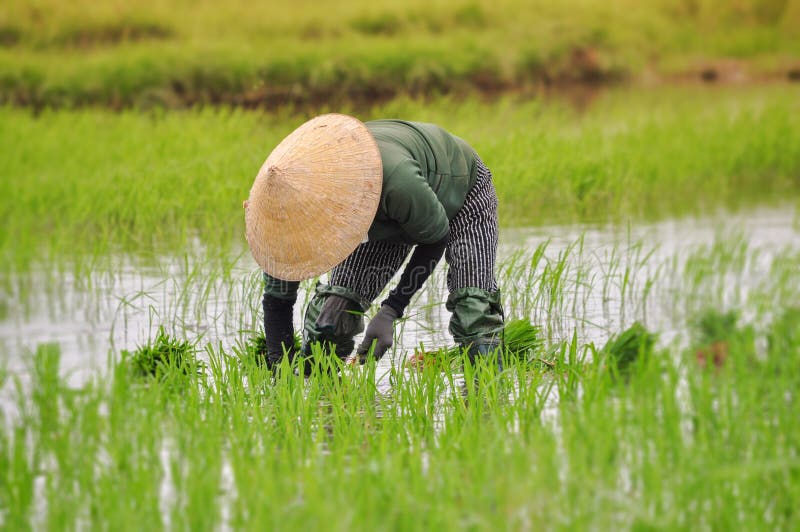 People Work on the Rice Field in Vietnam Stock Image - Image of land ...