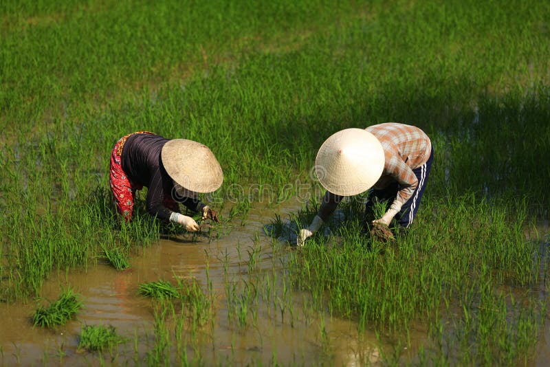 Rice Paddy Workers editorial stock photo. Image of cultivate - 12334073