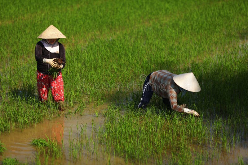 Women Working on a Rice Paddy Field in Vietnam Editorial Photo - Image ...