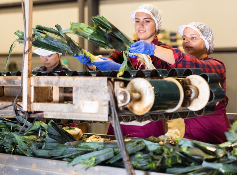 Women Working in Vegetable Processing Factory, Controlling Process of ...