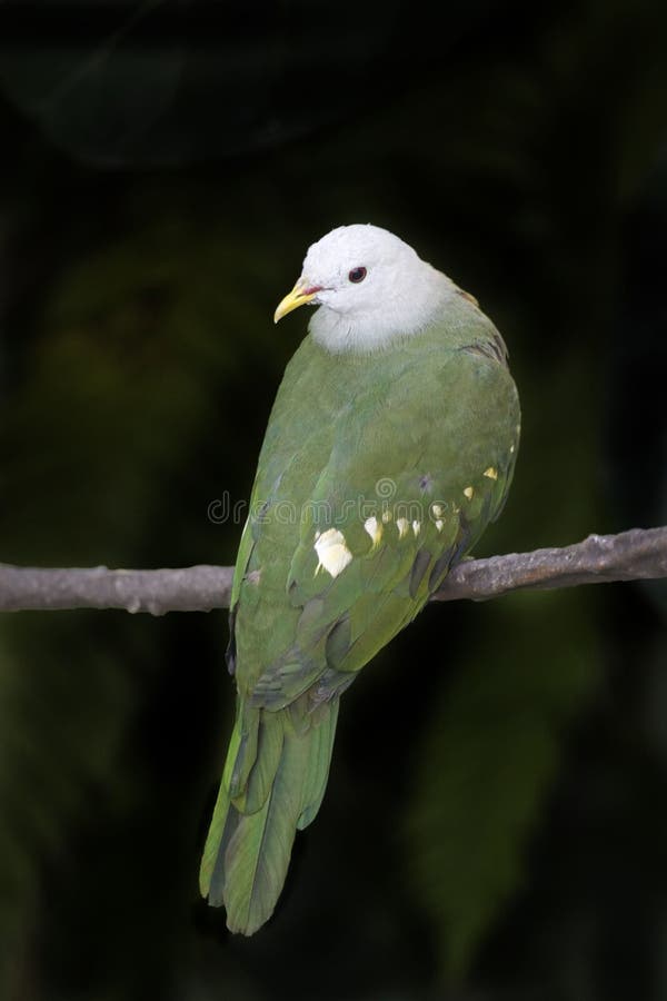 Wompoo Fruit Dove, Ptilinopus Magnificus, Perched Stock Photo - Image ...