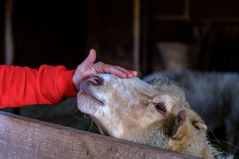 Wonam Caresses the Sheep. Female Hands Caress the Head of a Sheep Stock ...