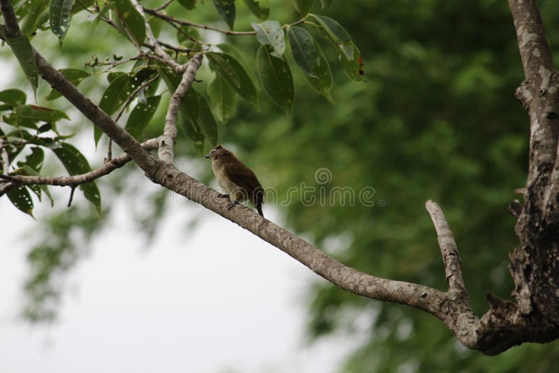 A Wondeful Weaving Bird with a Thread in the Mouth Perched on a Wild ...