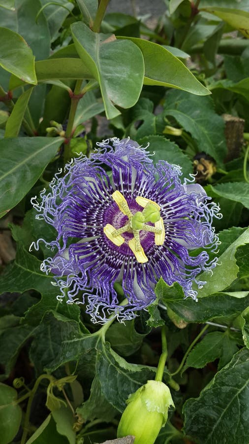 Wonder Flower stock photo. Image of wonder, awesome, flower - 71988294