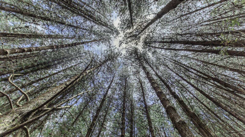 Wonder Forest stock image. Image of forest, pines, tipic - 100355289