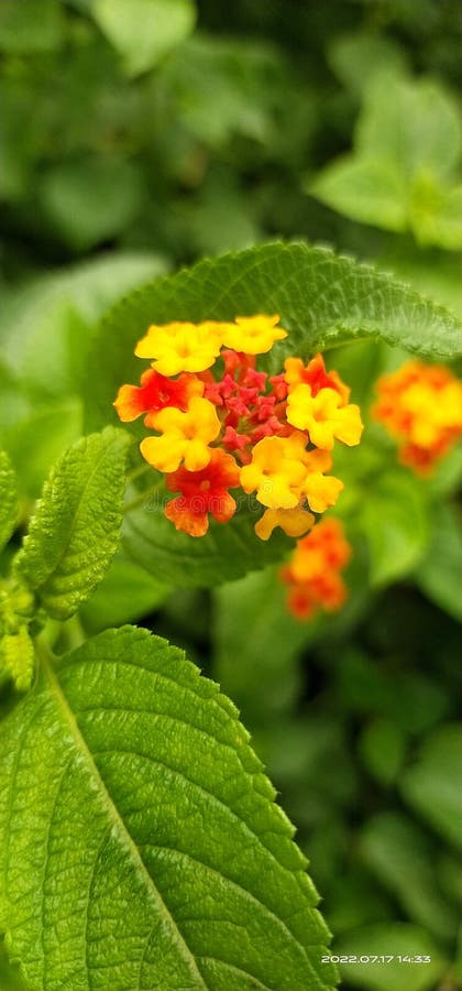 Wonder Full Flowers at Hanging Garden Stock Photo - Image of hanging ...