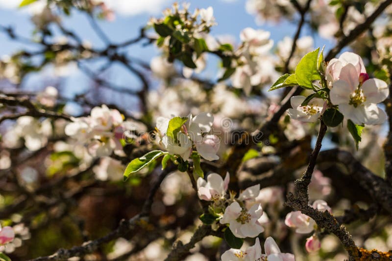 Wonder of Nature As Trees Full of Spring Flowers in Sun and Blue Sky ...