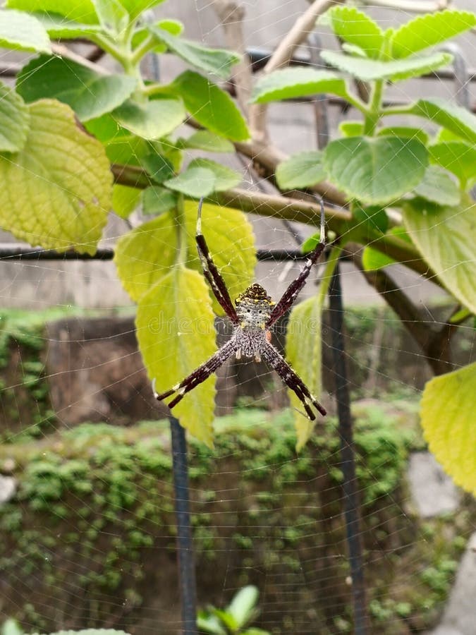 Hidden spider macro stock image. Image of leaf, detail - 315790869