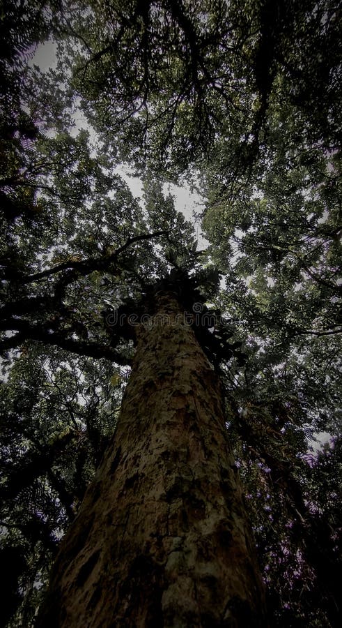 Wonder tree stock photo. Image of branch, nature, wilderness - 374740288
