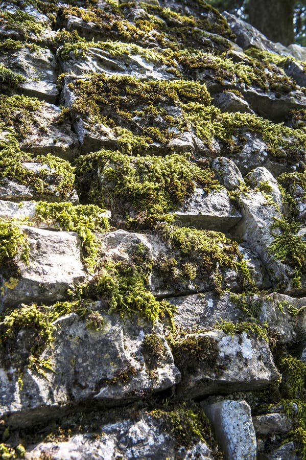 Wonder Wall Moss on Old Stone Stock Image - Image of moss, ideas: 41208033