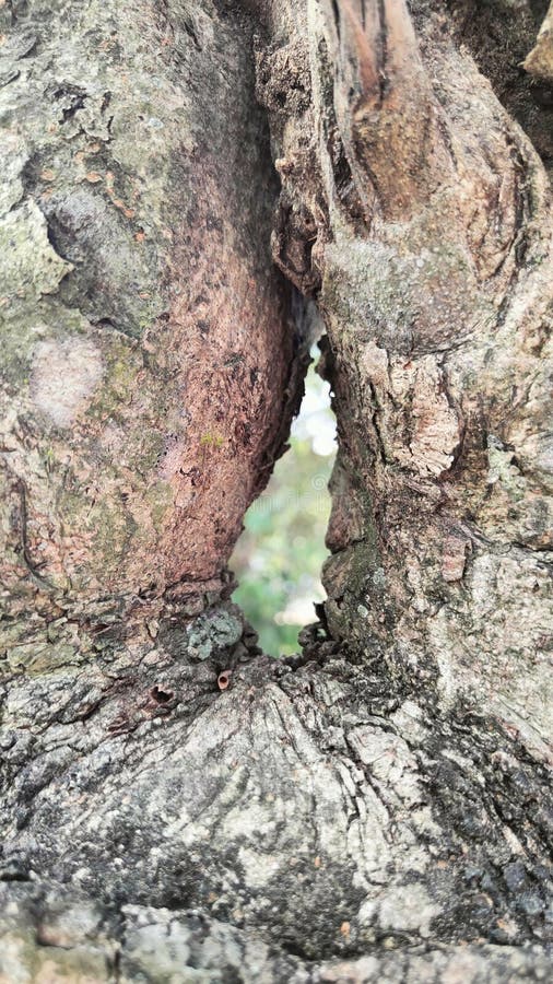 The Wonder of the World is a Hollow Tree in the Middle and Green Stock ...