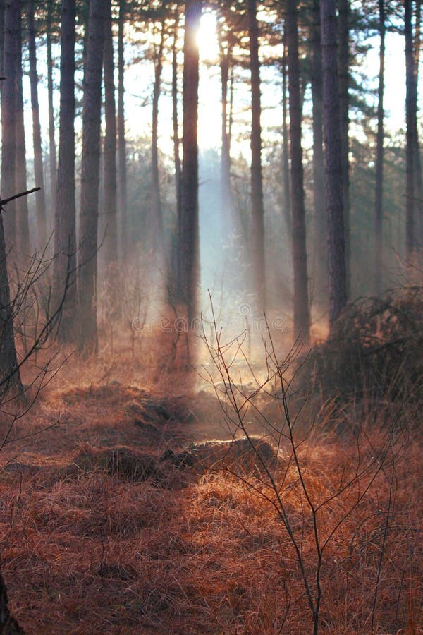 Wonderful Autumn Day in the Woods Stock Photo - Image of forest, mist ...