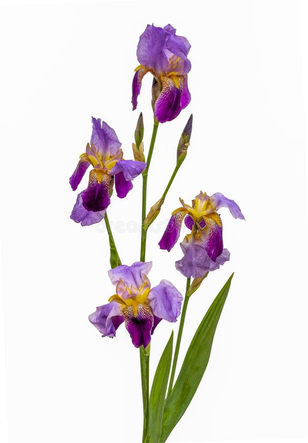 Wonderful bearded Irises stock image. Image of bearded - 265194107