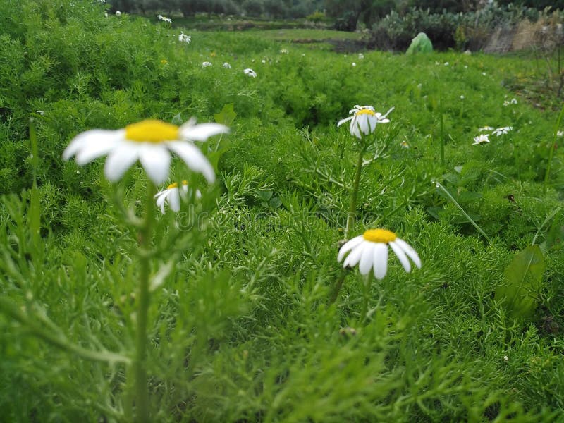 Wonderful and Beautiful Flowers with Green Plants Stock Image - Image ...