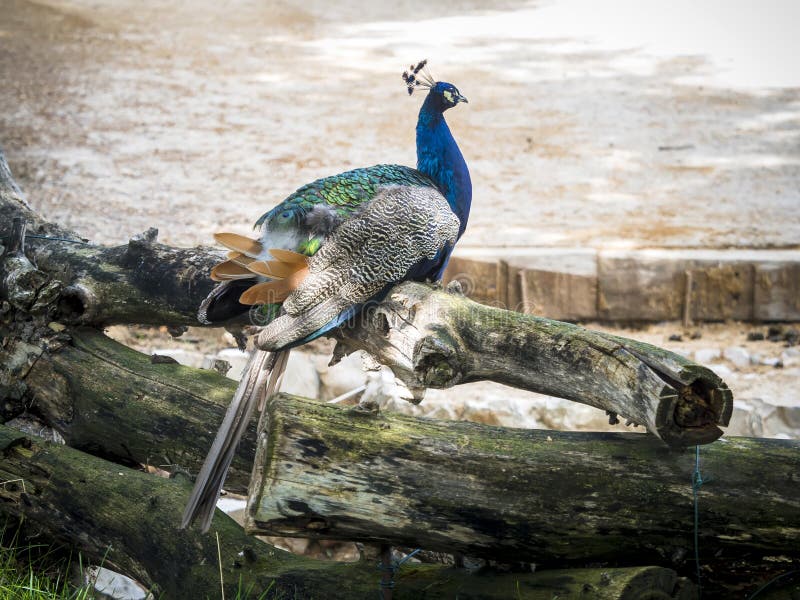 Wonderful and Beautiful Peacock Posing Stock Photo - Image of real ...